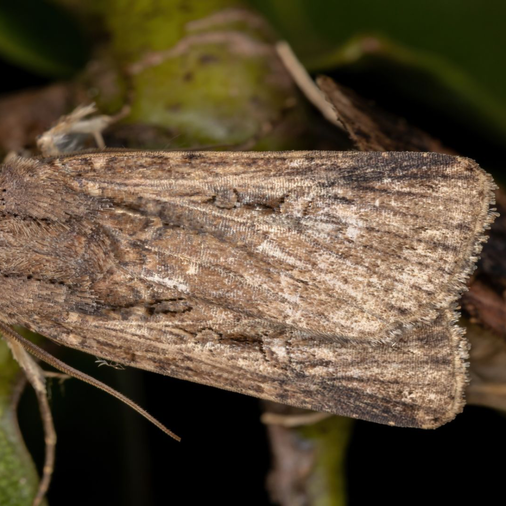 Cutworms - Environmental Factor