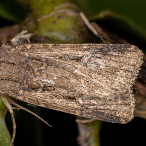 Cutworms - Environmental Factor