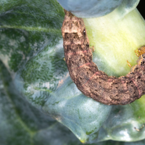 Cutworms - Environmental Factor