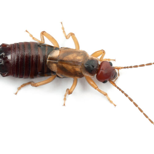 Earwigs - Environmental Factor