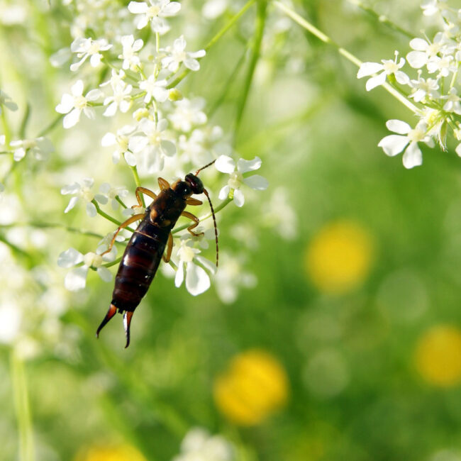 Earwigs - Environmental Factor