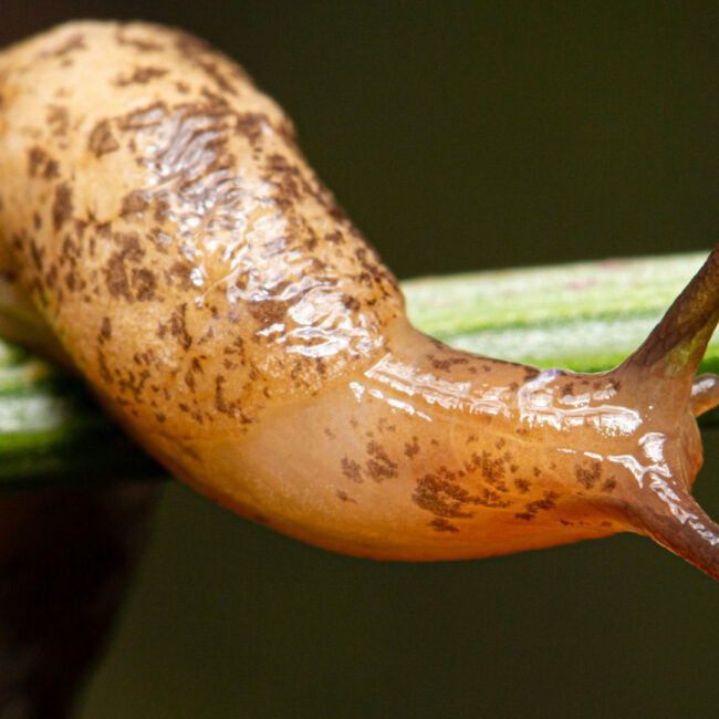 Slugs - Environmental Factor