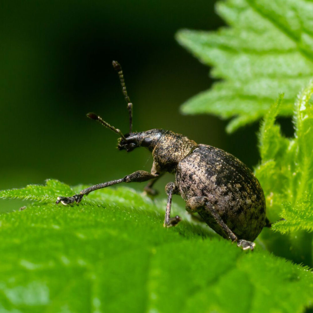 Black Vine Weevil | NemaKnights Grubs, Weevil & Borers