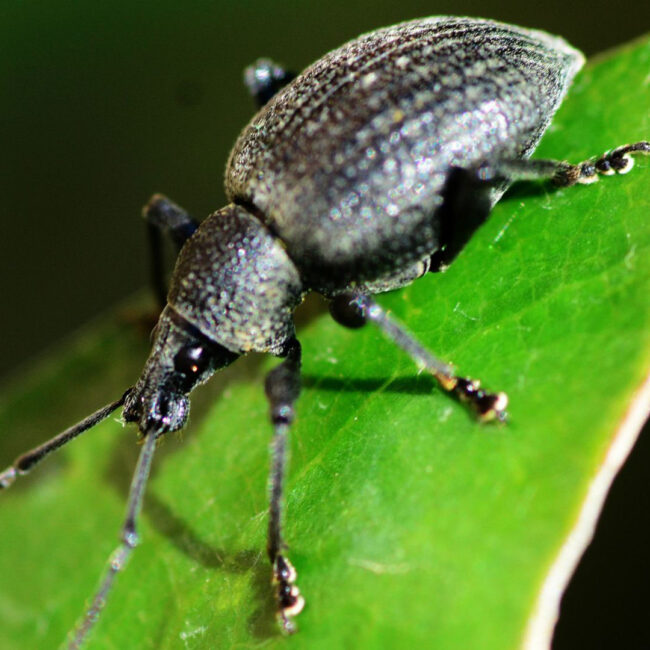 Black Vine Weevil | NemaKnights Grubs, Weevil & Borers