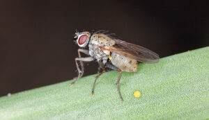 Onion Maggot - Environmental Factor