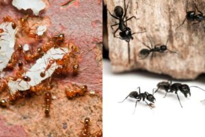 Fire Ants vs Regular Ants: How To Tell The Difference - EFI