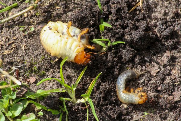 Nematodes For Lawn Grubs: Effective Control Tips - EFI